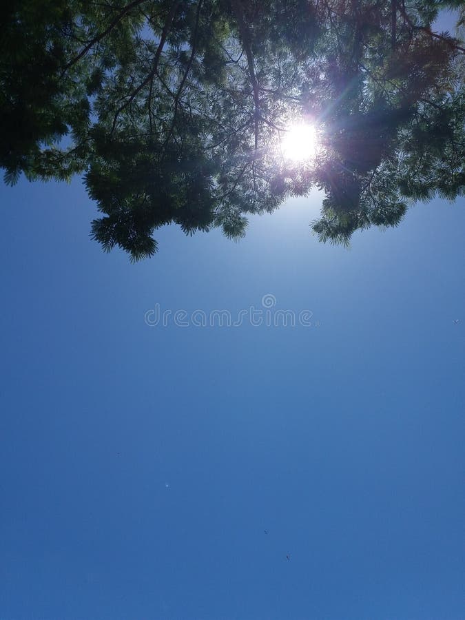 Blue skylight with tree stock image. Image of horizon - 204835019