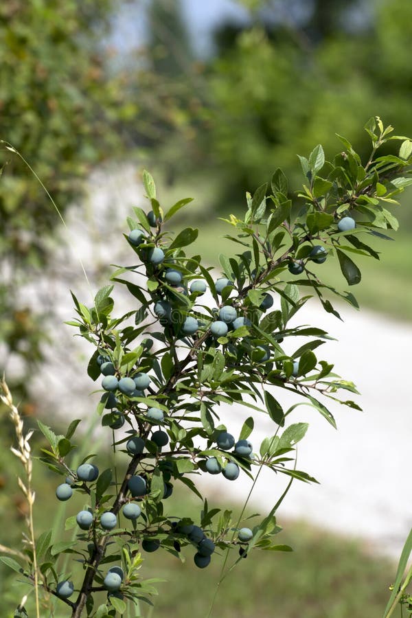 Blue sloes Prunus spinosa stock image. Image of blue - 150939207