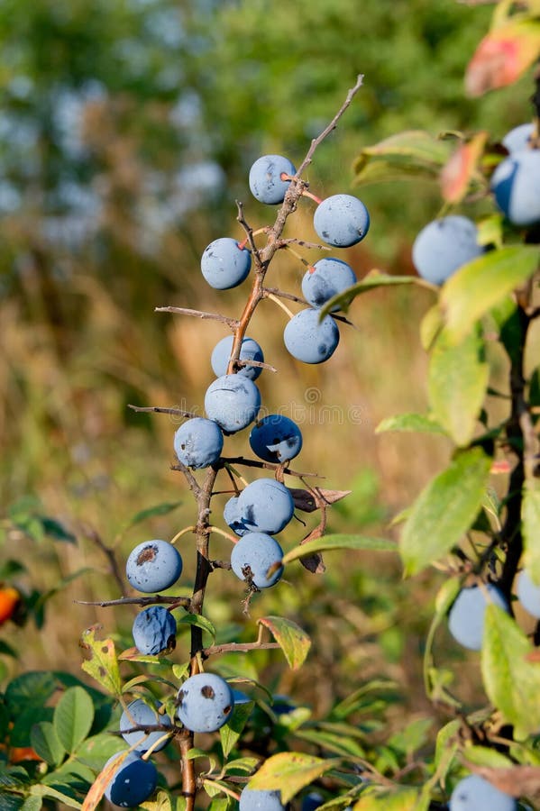 Blue Sloes (Prunus Spinosa) Stock Photo - Image of sloe, nutrition ...