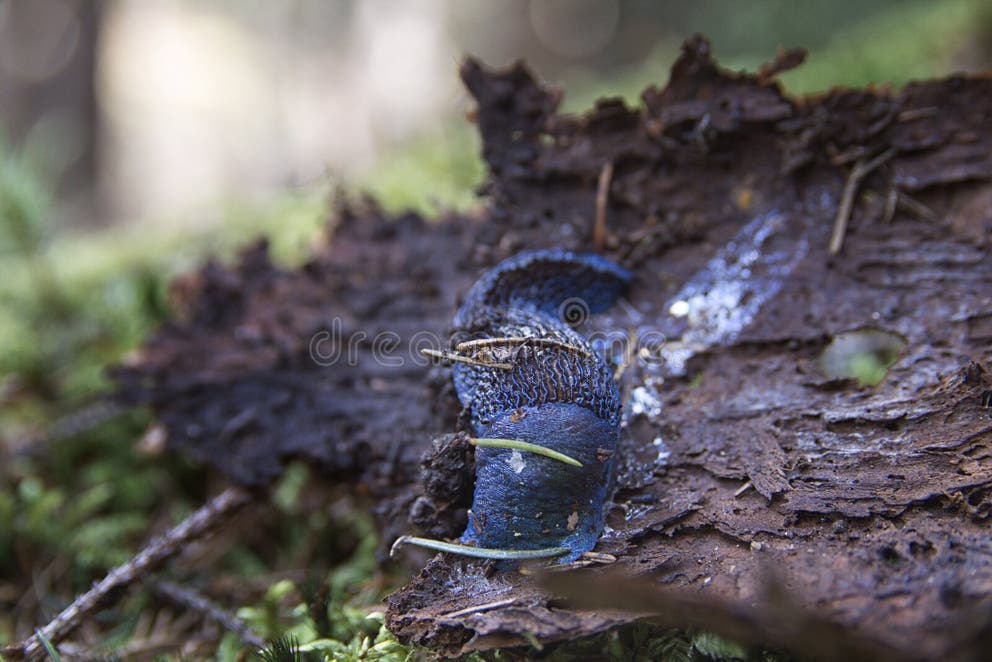 Blue slug on the tree stock image. Image of animals, iceberg - 52285161