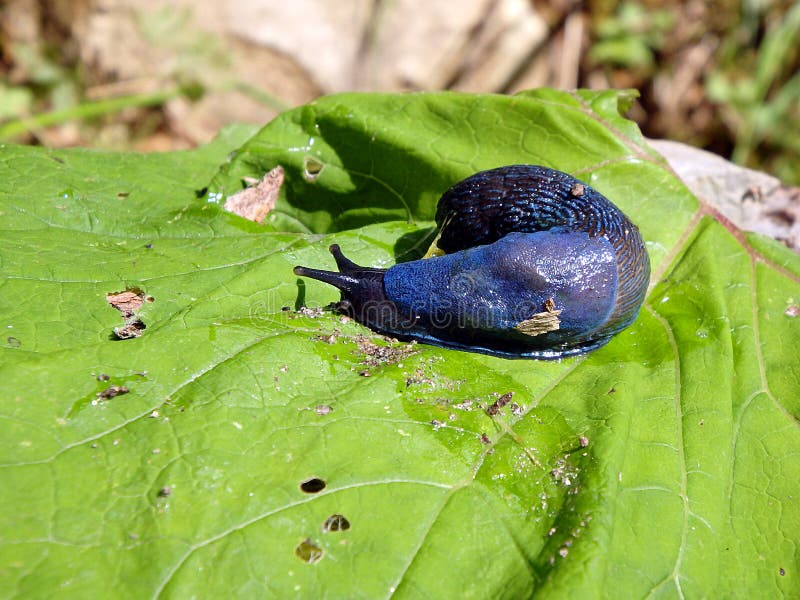 Blue Slug Pellets, On White. Garden Pest Killer. Stock Image - Image of ...