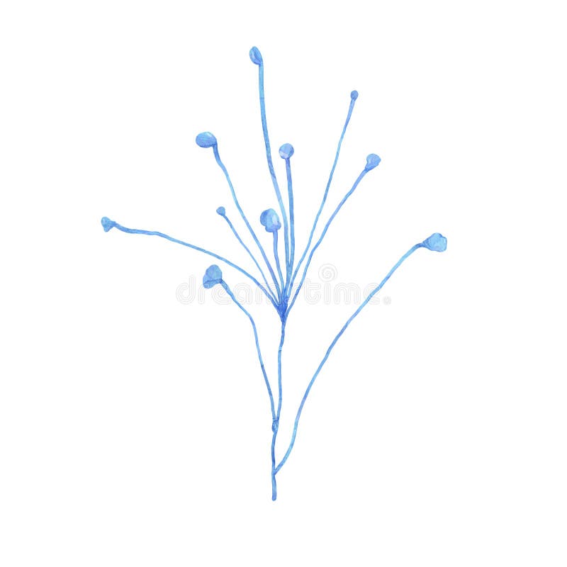 Blue Small Berries on a Branch Watercolor Stock Illustration ...