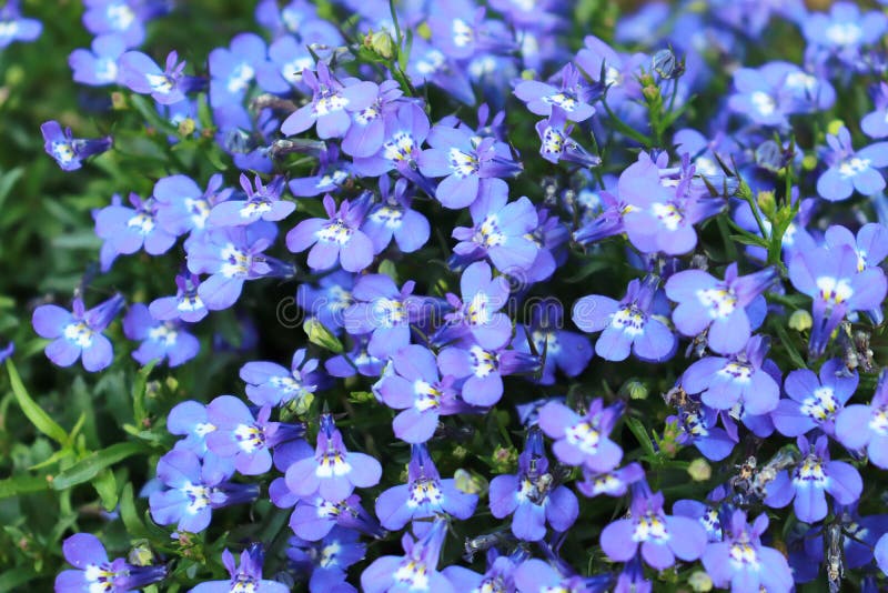 Blue Small Flower in Gardent Stock Photo - Image of small, field: 142188180