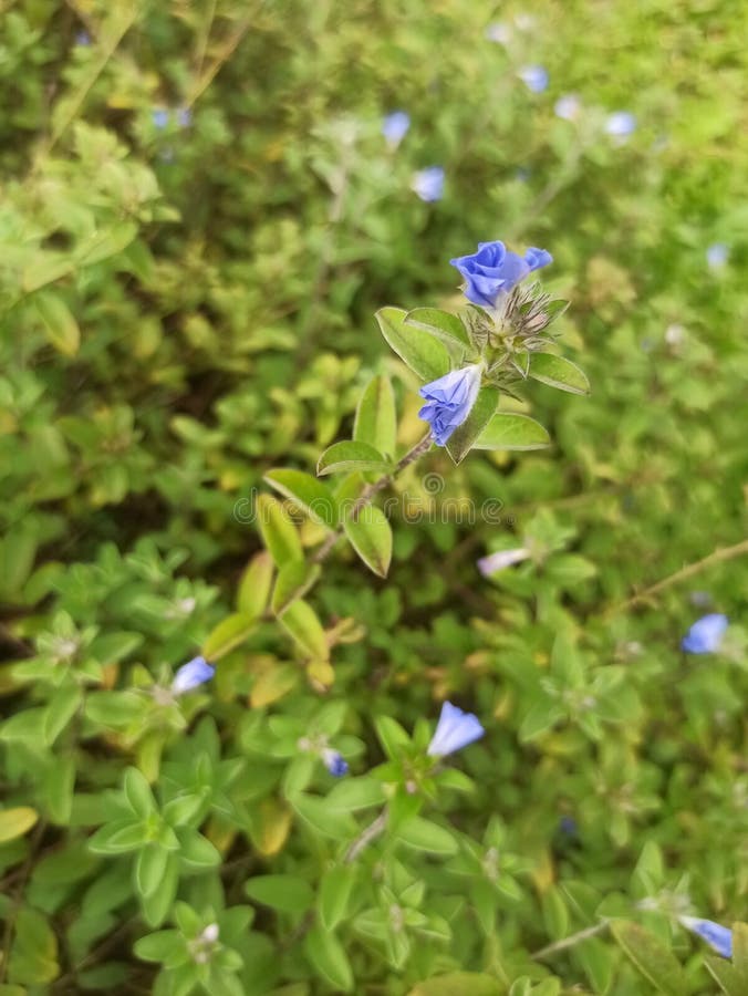 Blue Small Flower Front Its Leaves Stock Photos - Free & Royalty-Free ...