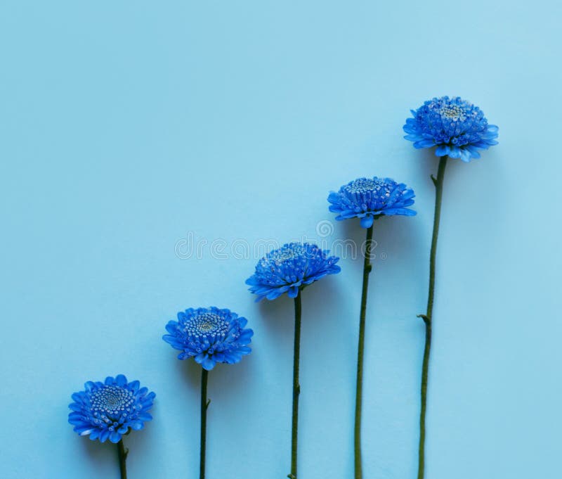 Blue Small Flowers on a Blue Background. Rhythmic Composition Stock ...