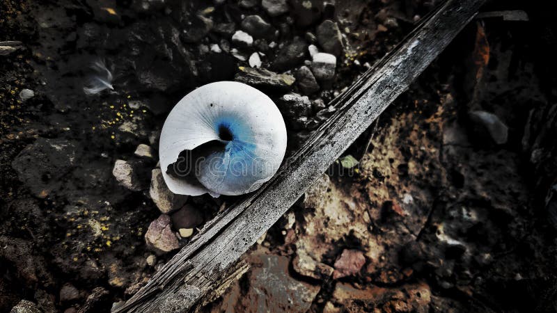 Blue Snail Shell on the Soil Stock Photo - Image of plant, natural ...