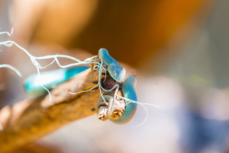 Blue snake on a branch stock photo. Image of fauna, head - 224227016