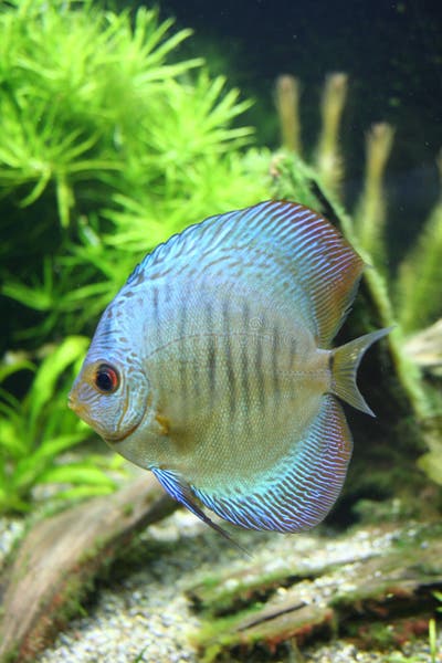 Blue Snakeskin Discus Fish stock photo. Image of gravel - 3491344