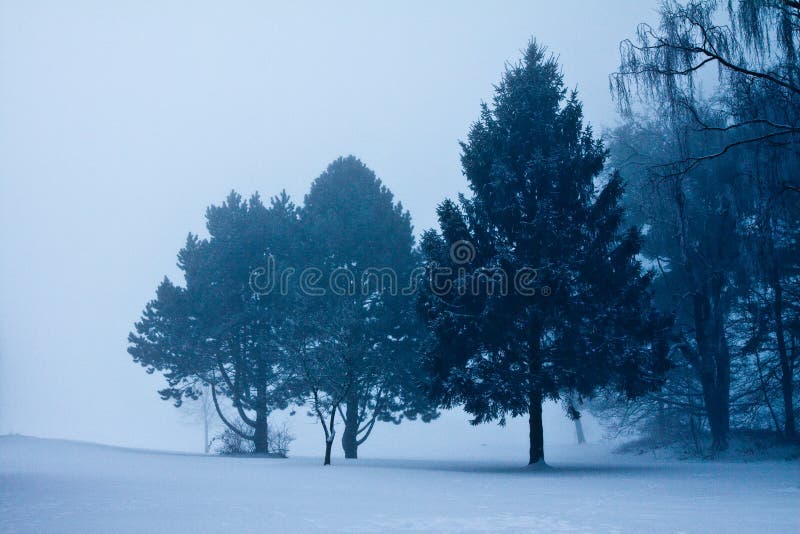 Blue Snow and Trees in Winter Stock Image - Image of forest, misty ...