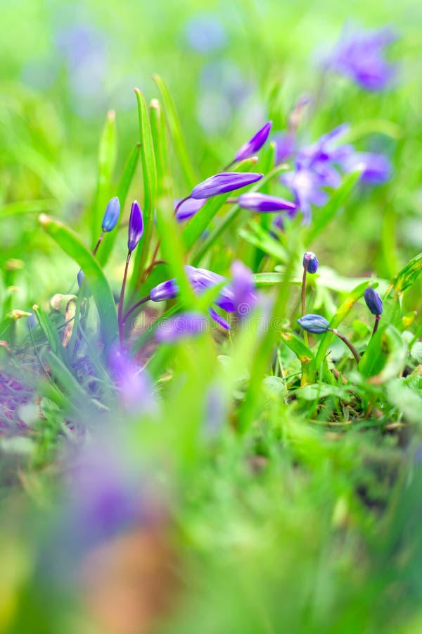 Blue Snowdrop Blossom Scilla Flowers in Early Spring in the Meadow ...