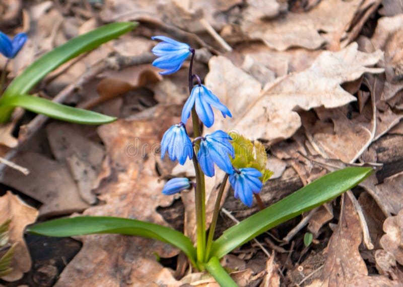 Blue Snowdrop Flower on the Forest Floor Stock Image - Image of color ...
