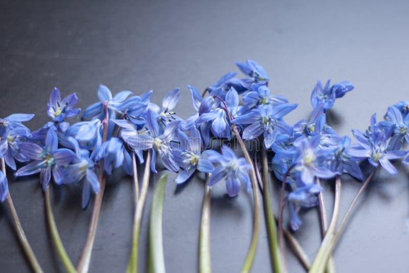 Blue Snowdrop Flowers on the Dark Ground Stock Photo - Image of life ...