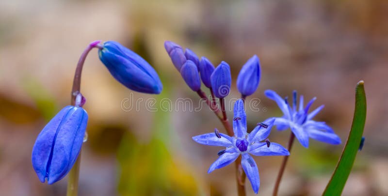 Blue Snowdrop Flowers Growth in Forest among Dry Leaves Stock Photo ...