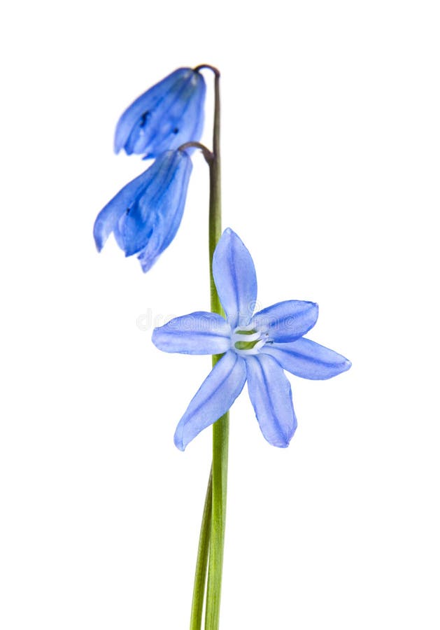Blue Snowdrop Flowers Isolated on White Background Stock Image - Image ...