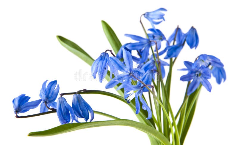 Blue Snowdrop Flowers Isolated on White Background Stock Photo - Image ...