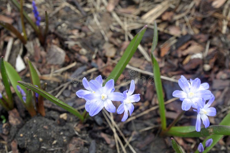Blue Snowdrop Flowers in the Spring Garden Stock Photo - Image of ...