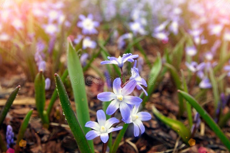 Blue Snowdrop Flowers in the Spring Garden Stock Photo - Image of ...