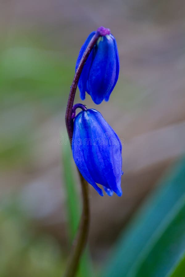 Blue Snowdrop Flowers on the Dark Ground Stock Photo - Image of life ...