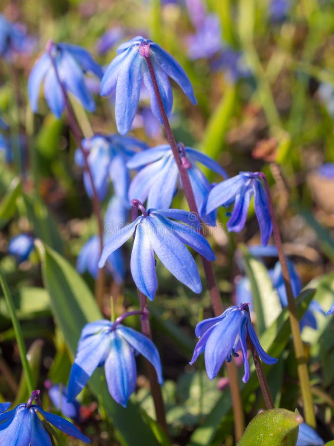 Blue Snowdrop Flowers on the Dark Ground Stock Photo - Image of life ...
