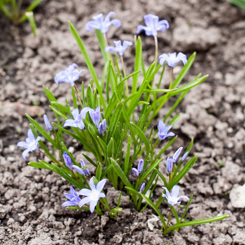 Blue Snowdrop Spring Flowers Closeup View on Earth Background Stock ...