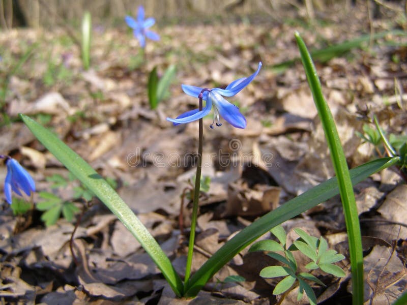 Blue Snowdrop in Spring Forest Stock Photo - Image of leaf, blossom ...