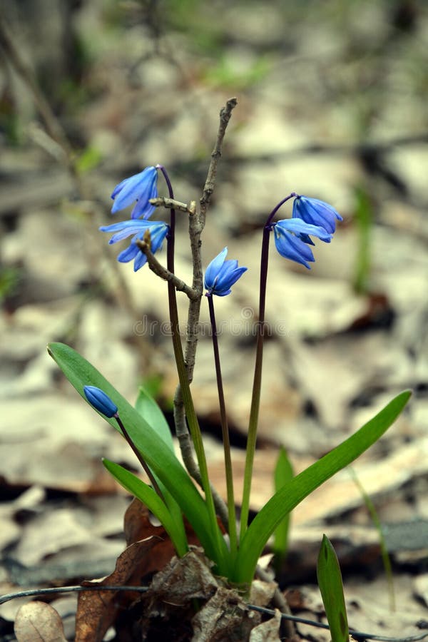 Blue snowdrops stock image. Image of decoration, easter - 68852321