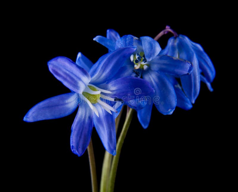 Blue Snowdrops on a Black Background Stock Photo - Image of nature ...