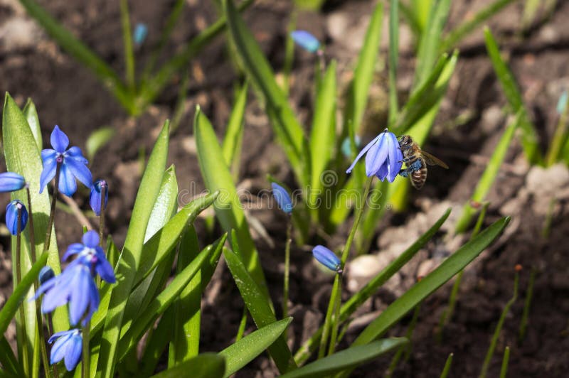 Blue Snowdrops Bloom in the Garden and are Pollinated by Bees, the ...