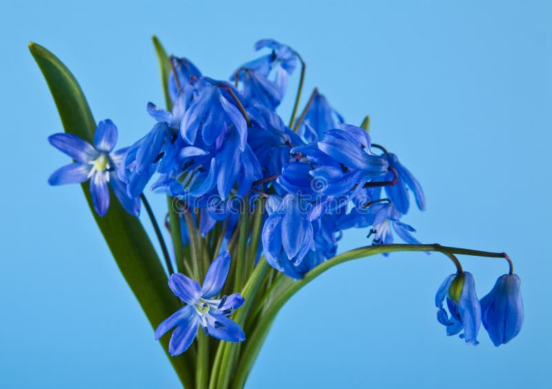Blue Snowdrops on a Blue Background Stock Photo - Image of floral ...