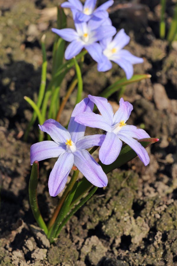Blue snowdrops stock image. Image of leaves, botanical - 40201611