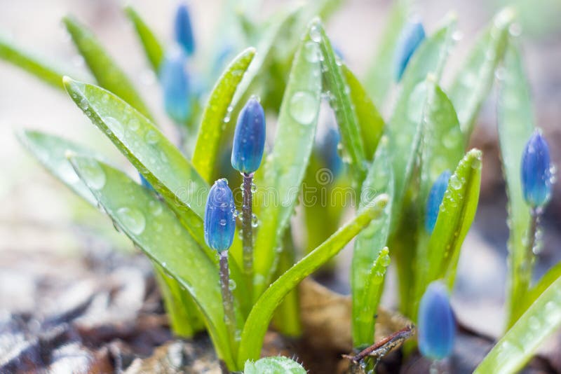 Blue Snowdrops, the First Flower of Spring Stock Photo - Image of ...