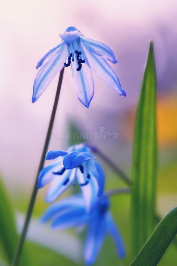 Blue Snowdrops, the First Spring Flowers Stock Image - Image of ...