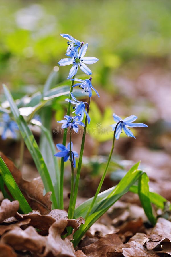 Blue Snowdrops, the First Spring Flowers Stock Image - Image of garden ...