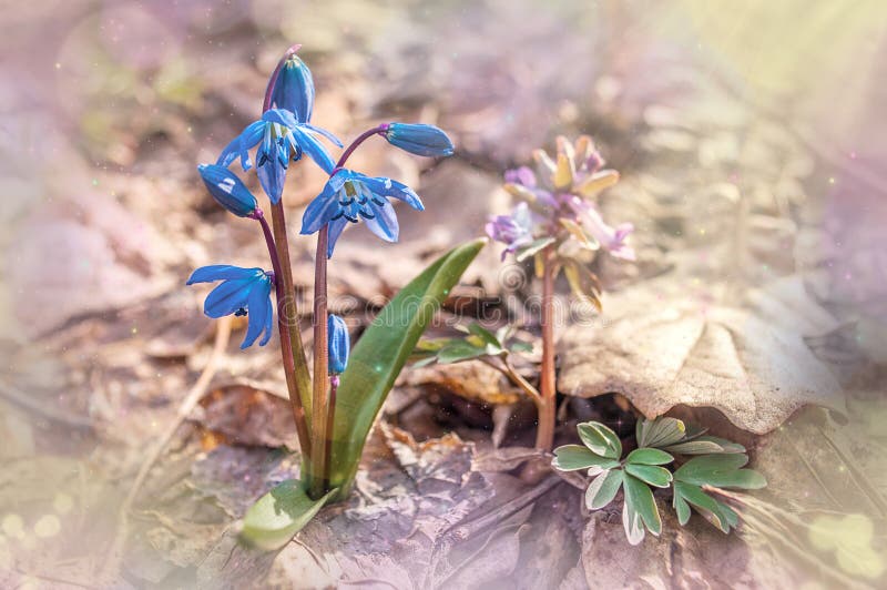 Blue Snowdrops in the Forest Stock Photo - Image of forest, color ...
