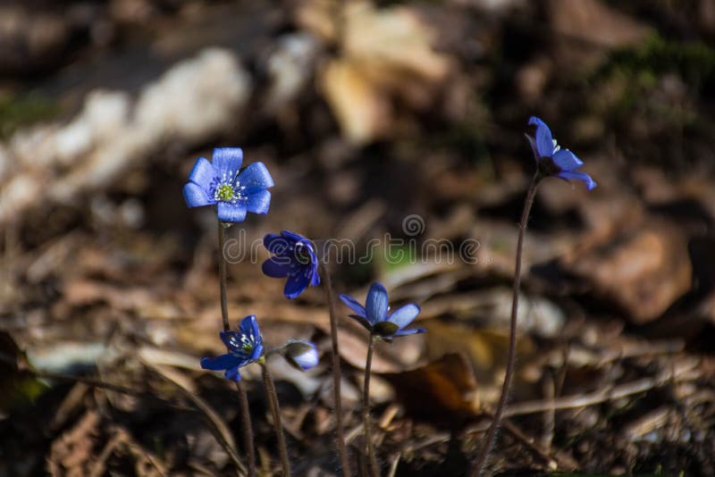 Blue Snowdrops in the Forest Stock Image - Image of garden, bright ...