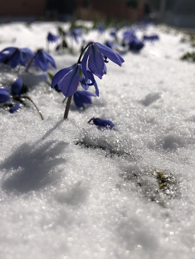 Blue Snowdrops Grew in Spring from Under the Snow. Stock Image - Image ...