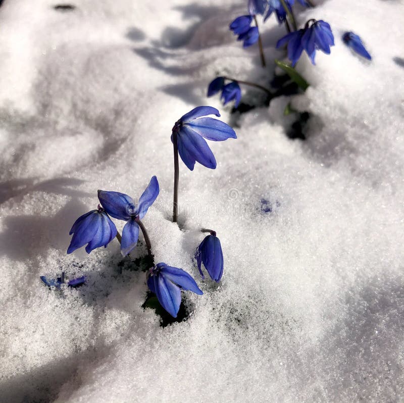 Blue Snowdrops Grew in Spring from Under the Snow. Stock Image - Image ...