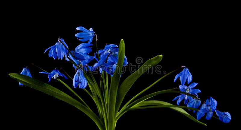 Blue Snowdrops Isolated on Black Background Stock Photo - Image of ...