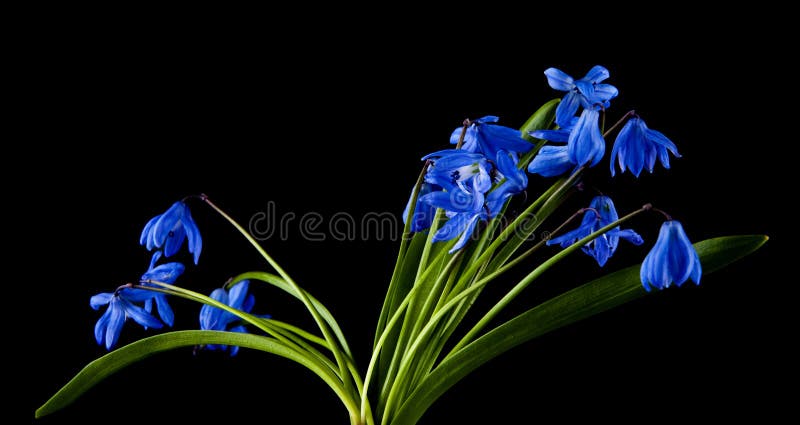 Blue Snowdrops Isolated on Black Background Stock Photo - Image of ...
