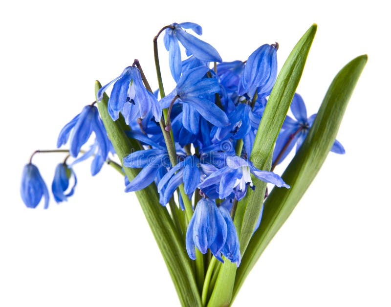 Blue Snowdrops Isolated on White Background Stock Image - Image of ...