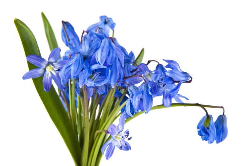 Blue Snowdrops Isolated on White Background Stock Photo - Image of ...