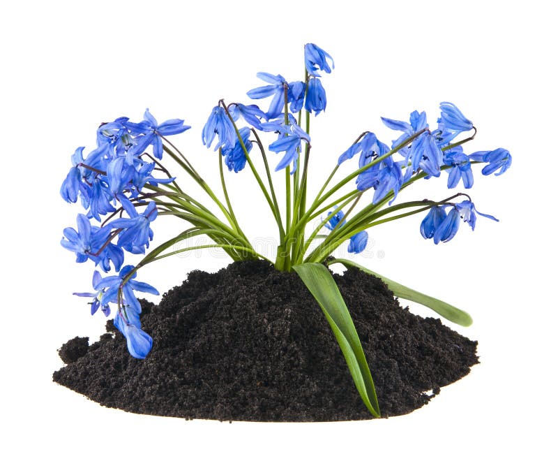 Blue Snowdrops Isolated on White Background Stock Image - Image of blue ...