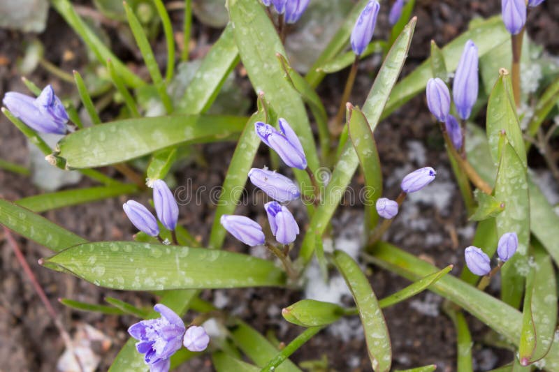 Blue snowdrops stock photo. Image of crocus, color, melting - 89685566