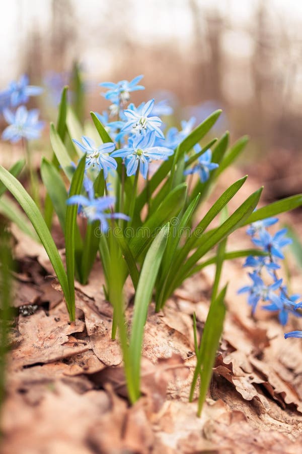 Blue snowdrops stock photo. Image of closeup, colorful - 10614982