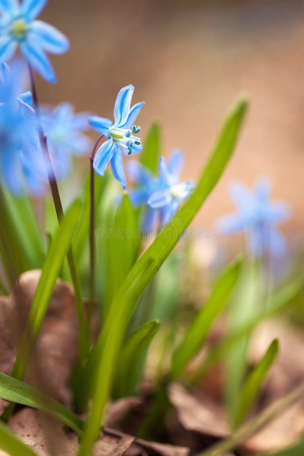 Blue snowdrops stock photo. Image of closeup, colorful - 10614982