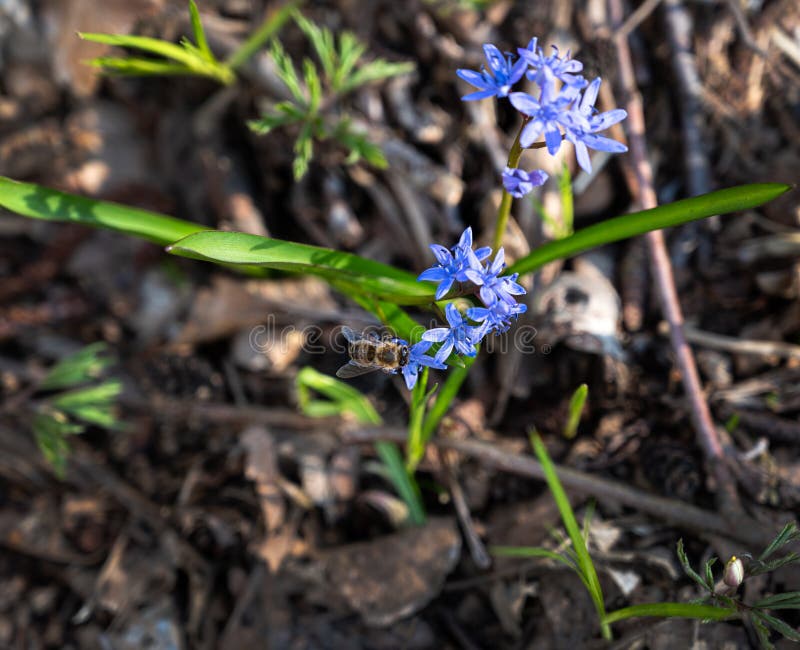 Blue Snowdrops in the Spring Forest Stock Photo - Image of closeup ...