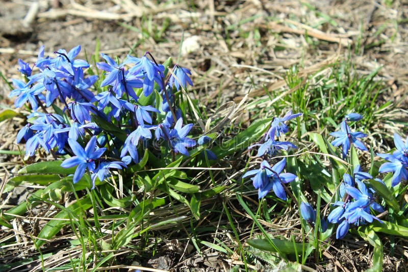 Blue Snowdrops in the Spring Stock Photo - Image of blooming, snowdrop ...