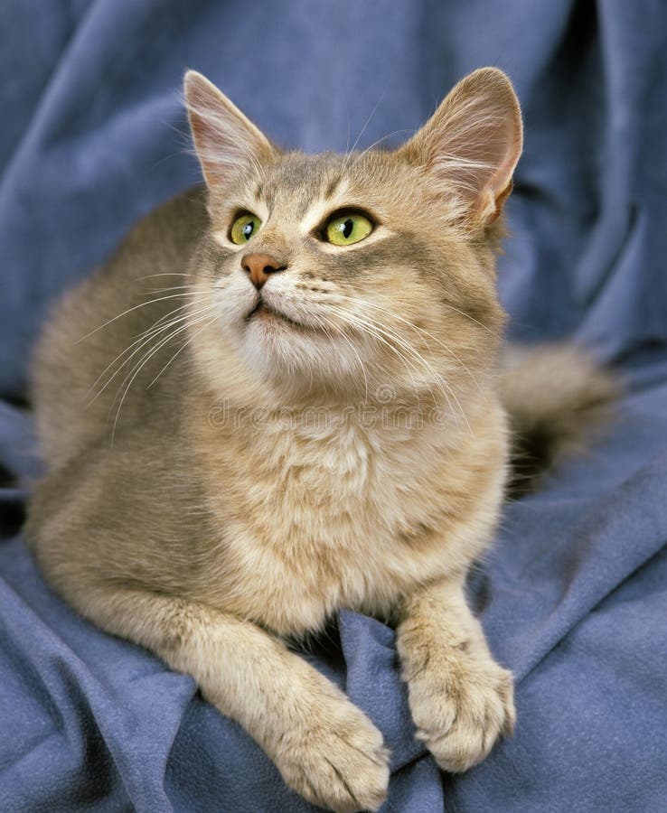 Blue Somali Domestic Cat, Portrait of Adult Stock Photo - Image of ...