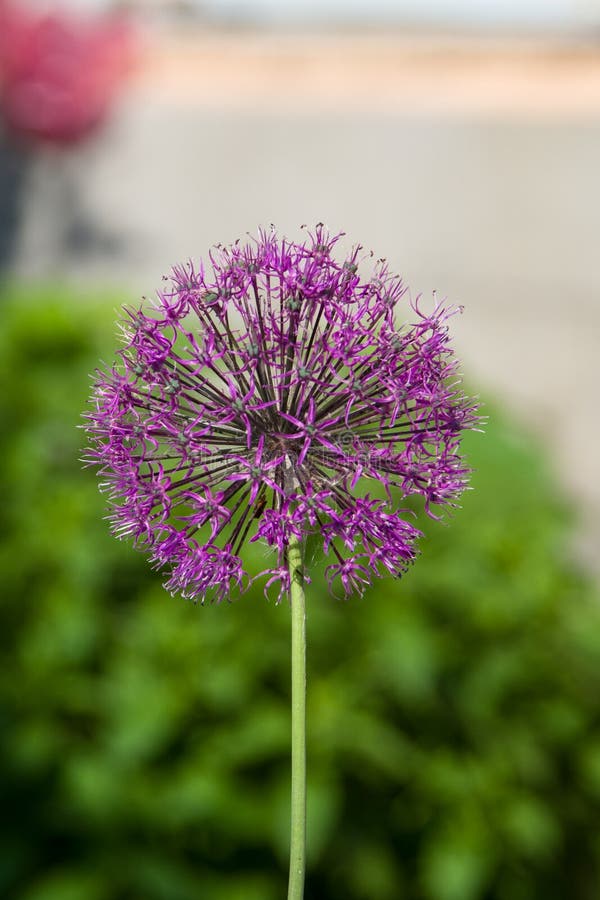 Blue sphere flower stock photo. Image of pink, natural - 93812746