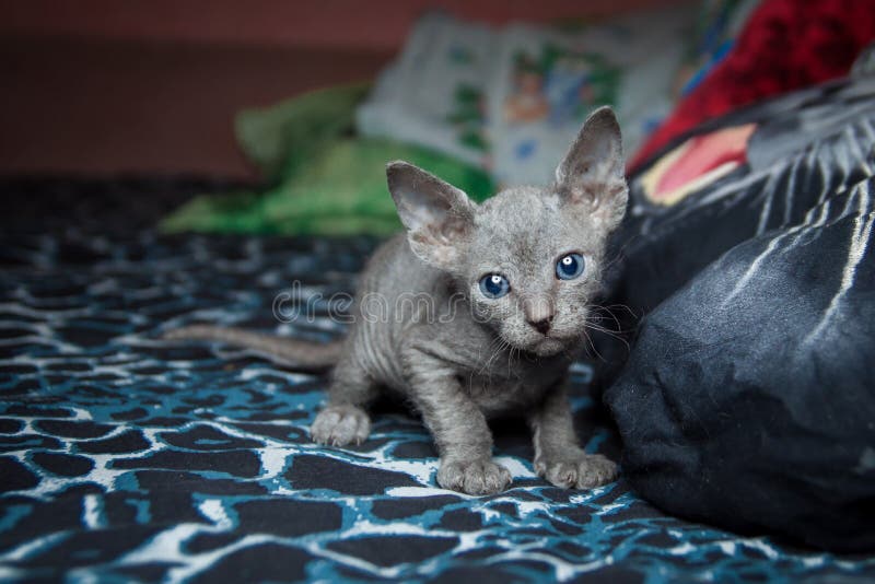 Blue Sphynx Kitten on a Dark Blue Background Stock Image - Image of ...